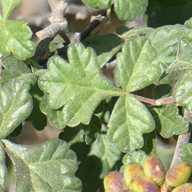 Plants of Eaton Canyon | ECNCA - Eaton Canyon Nature Center Associates
