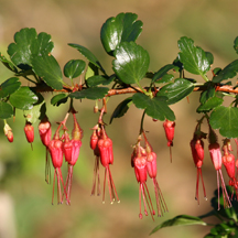 Plants of Eaton Canyon | ECNCA - Eaton Canyon Nature Center Associates