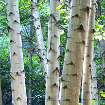 Plants of Eaton Canyon | ECNCA - Eaton Canyon Nature Center Associates